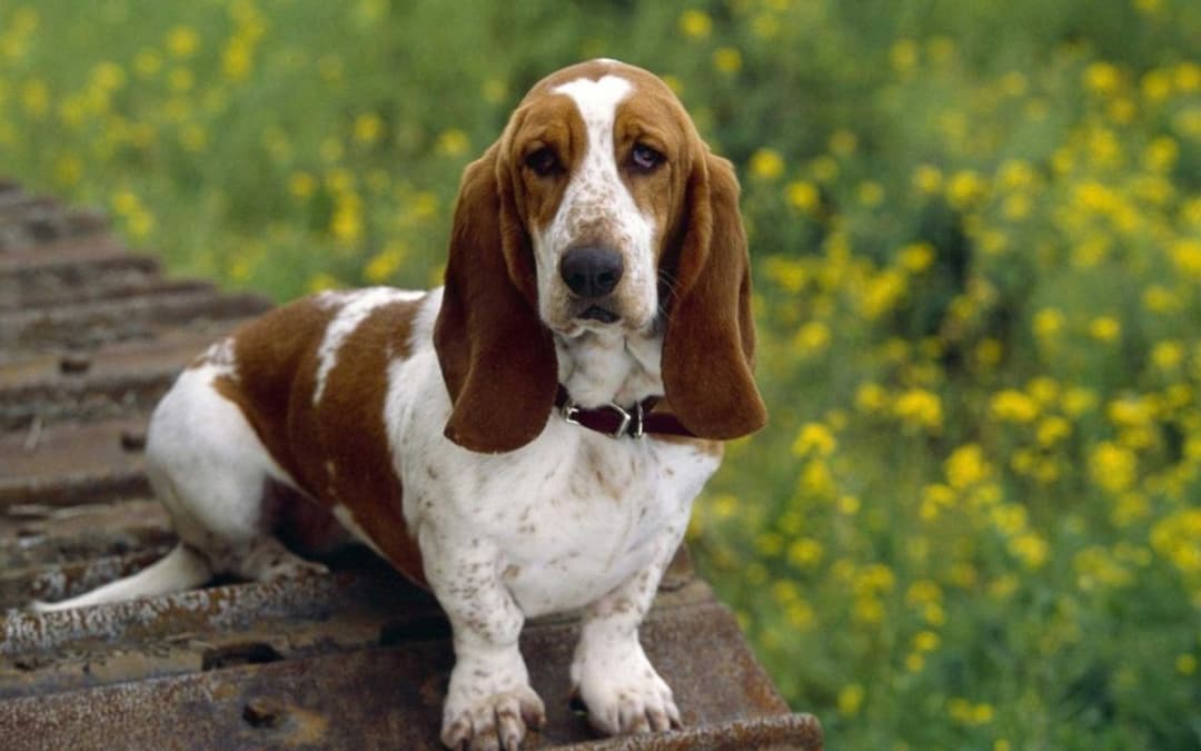 Beagle: O Guia Completo da Raça - Temperamento, Faro e Cuidados
